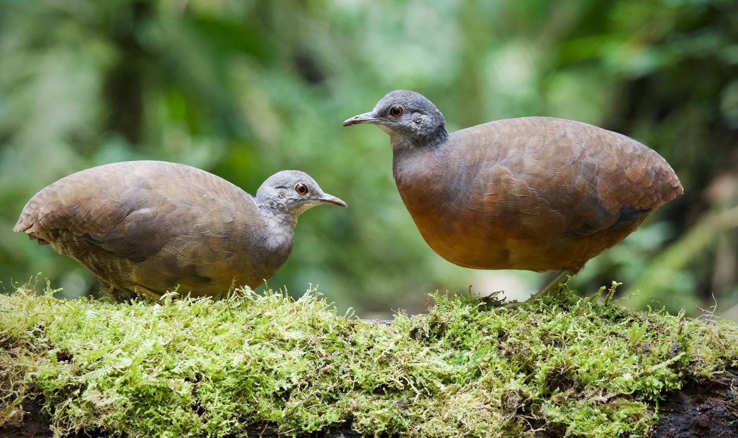 La Florida Birding – La Florida Birding