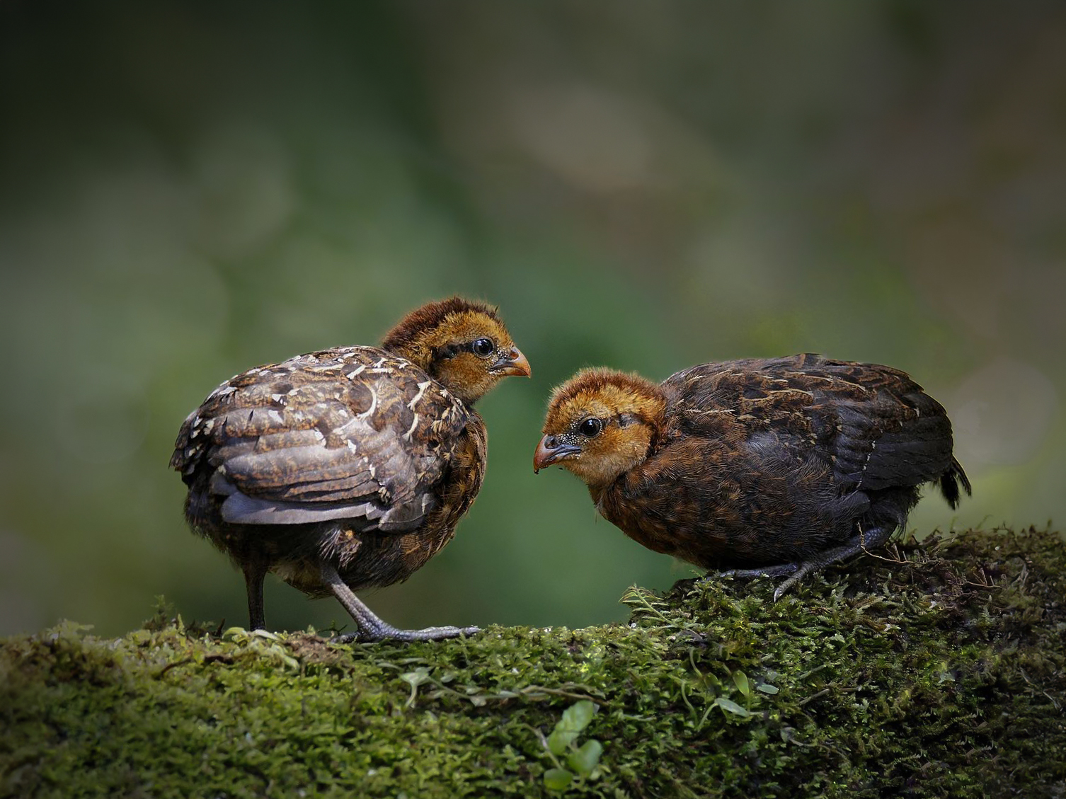 Bird Photograhy in Cali