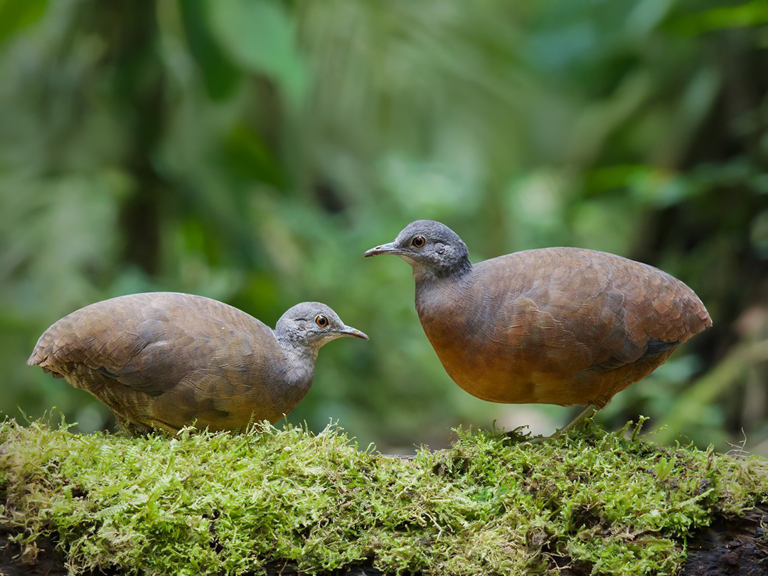 Bird Photograhy in Cali